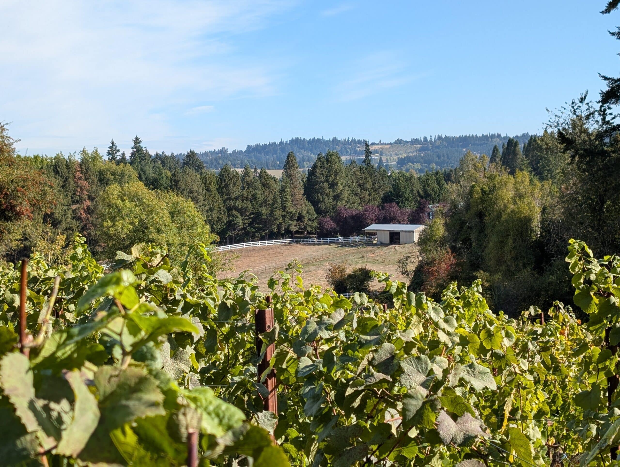 Must-Do Fall Activities In And Around Wilsonville - Explore Wilsonville